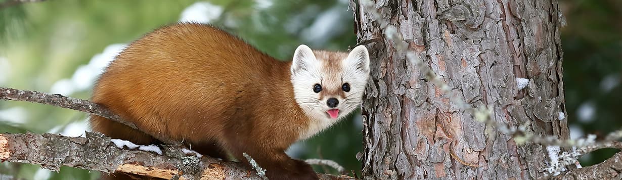 The Cutest Canadian Animals and Where to Find Them | Expedia